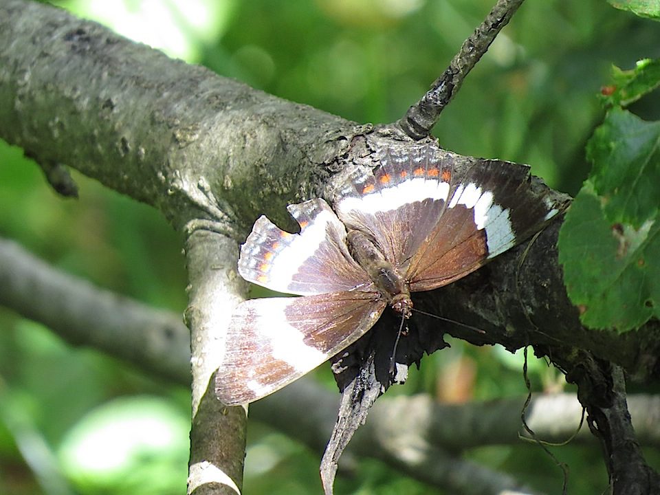 L’insecte-emblème du Québec | Les Quatre Saisons