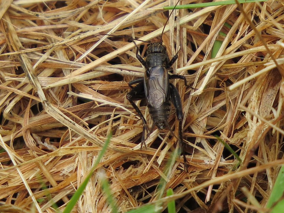 Le Grillon domestique, un porte-bonheur | Les Quatre Saisons