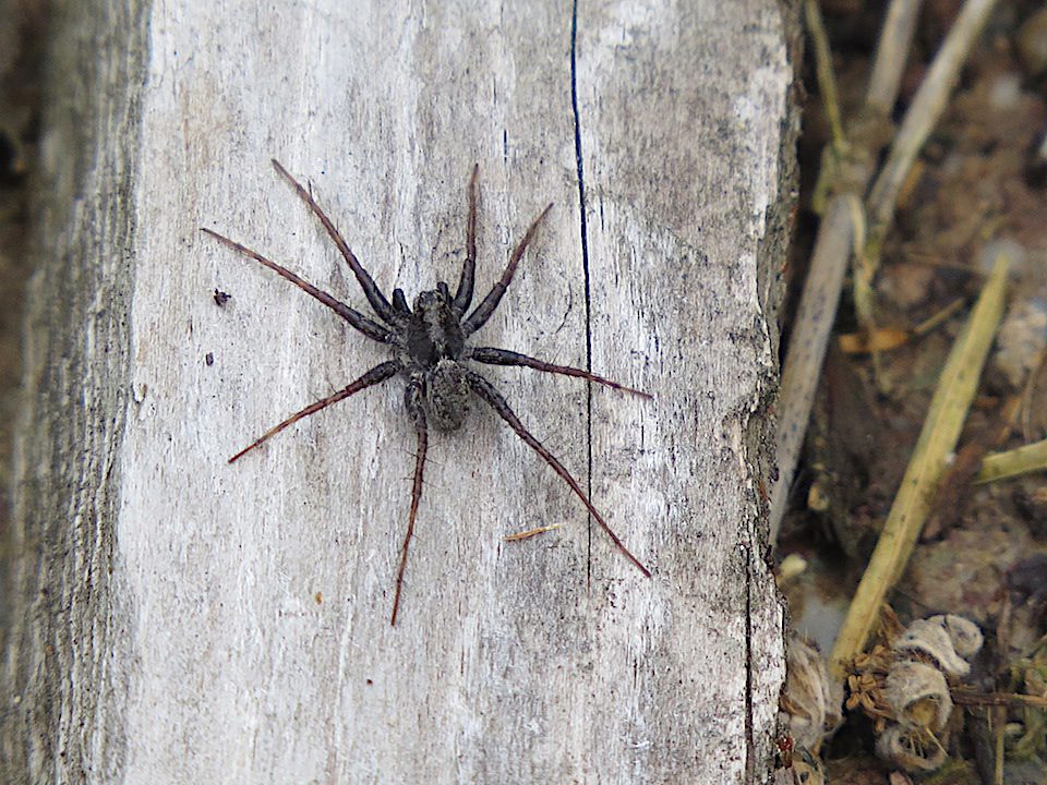 La Dolomedes scriptus (Striped Fishing Spider) | Les Quatre Saisons