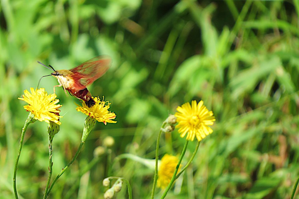 Un bien petit papillon extrêmement rare au Québec | Les Quatre Saisons