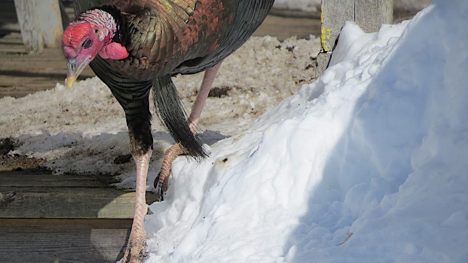 La caroncule des vieux Dindons sauvages est gonflée et rouge vif | Les ...