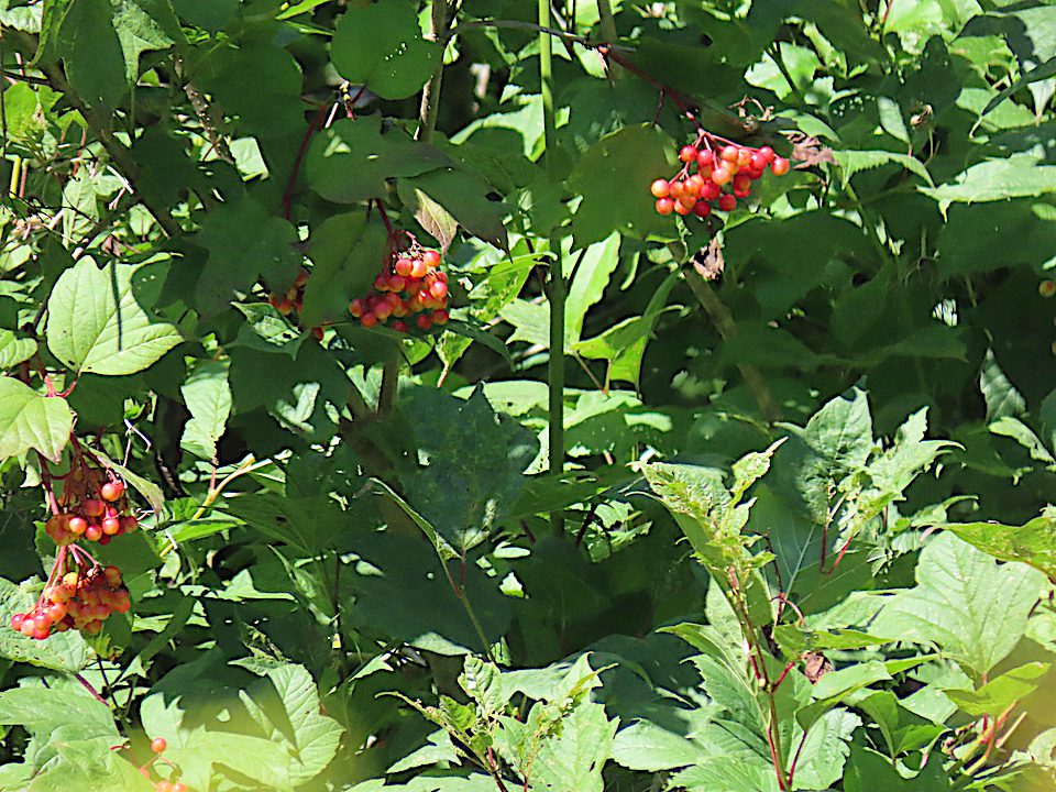Les fruits du pimbina rougissent | Les Quatre Saisons