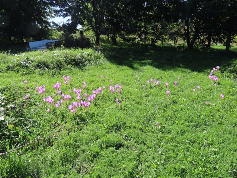 Connaissez-vous la belle chanson « Colchiques dans les prés » ? | Les ...