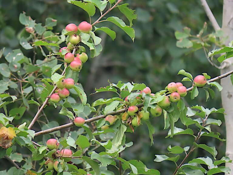 Voici quelques pommettes de ce pommier venu d’une pomme simplement mise ...