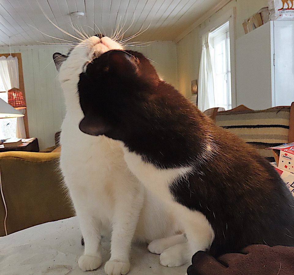La Chatte Aime Bien Se Faire Lécher Par Son Fils Mais ça Ne Dure Quun