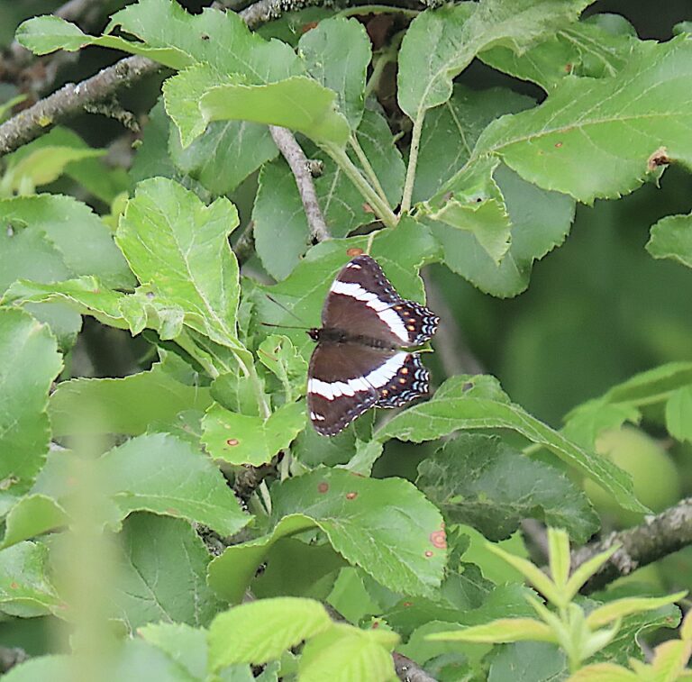 Voyez comme cet Amiral (Basilarchia arthemis arthemis, White Admiral ...
