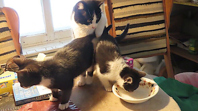 Le jeune chat, à droite, vient de finir de lécher l’assiette du lait ...