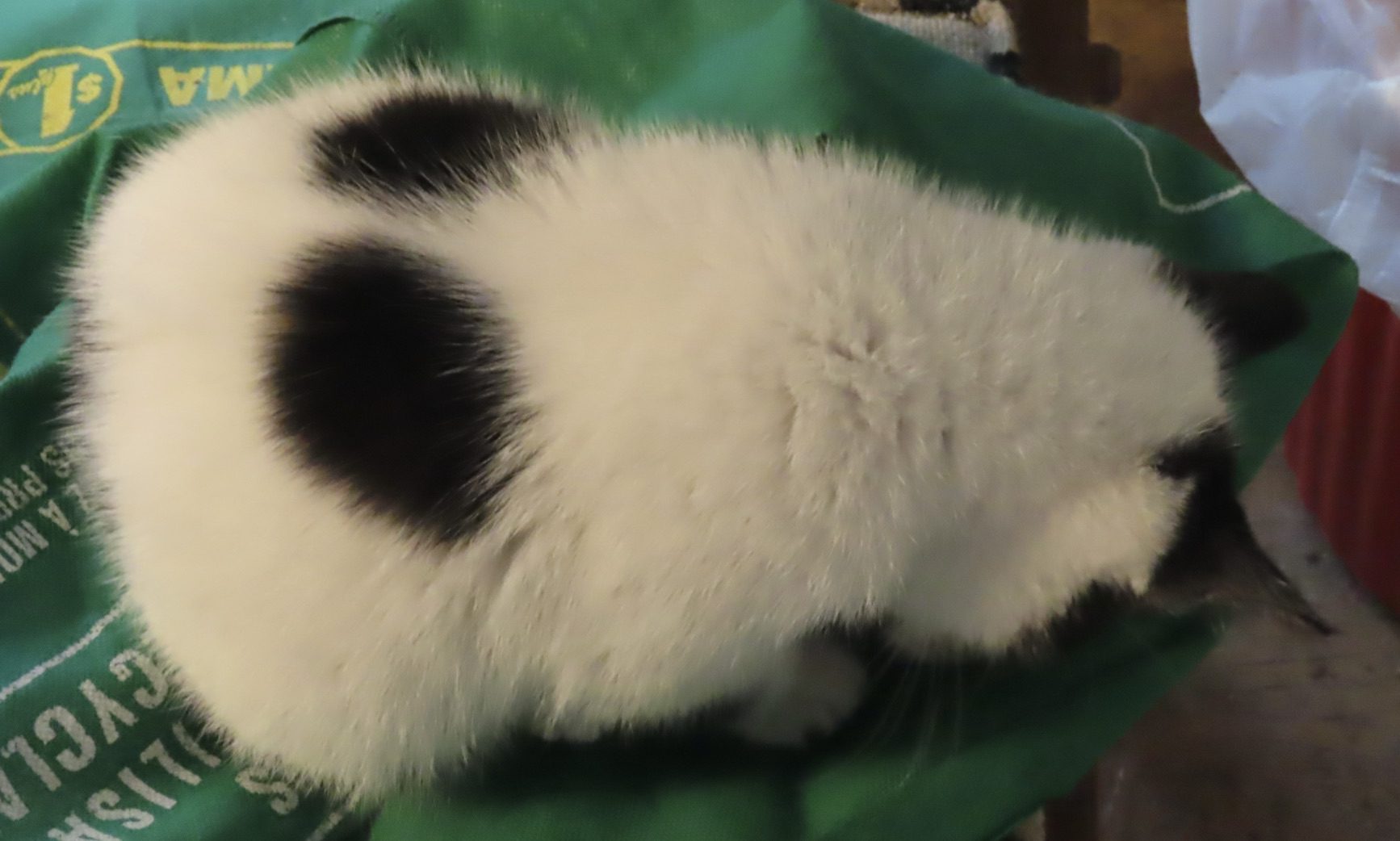 Ce chaton est le premier à trouver le sommeil après mon arrivée, hier ...